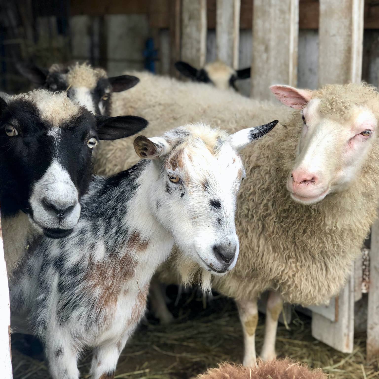 From Abandonment to Restoration: Our Farm in Panton, Vermont - Wiggly ...